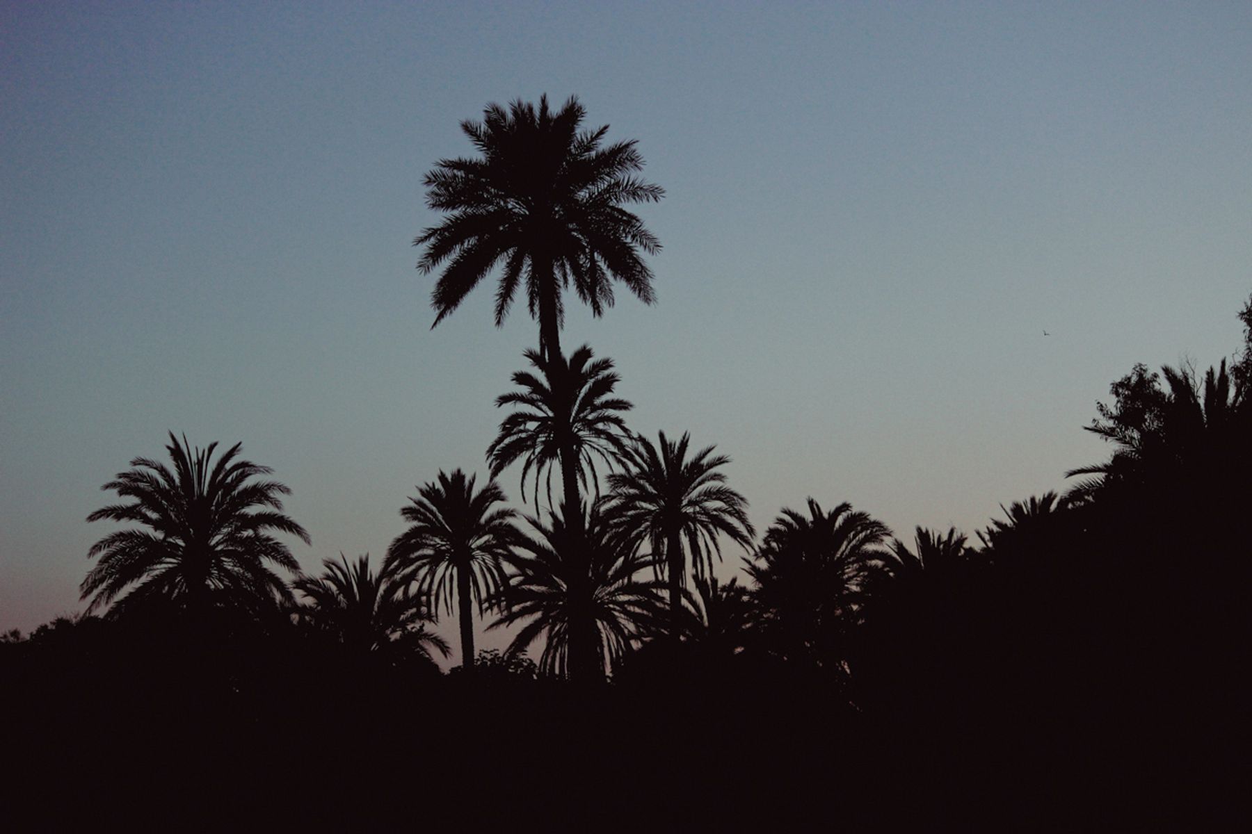 Cómo hacer fotos a contraluz: guía para principiantes | hofmann